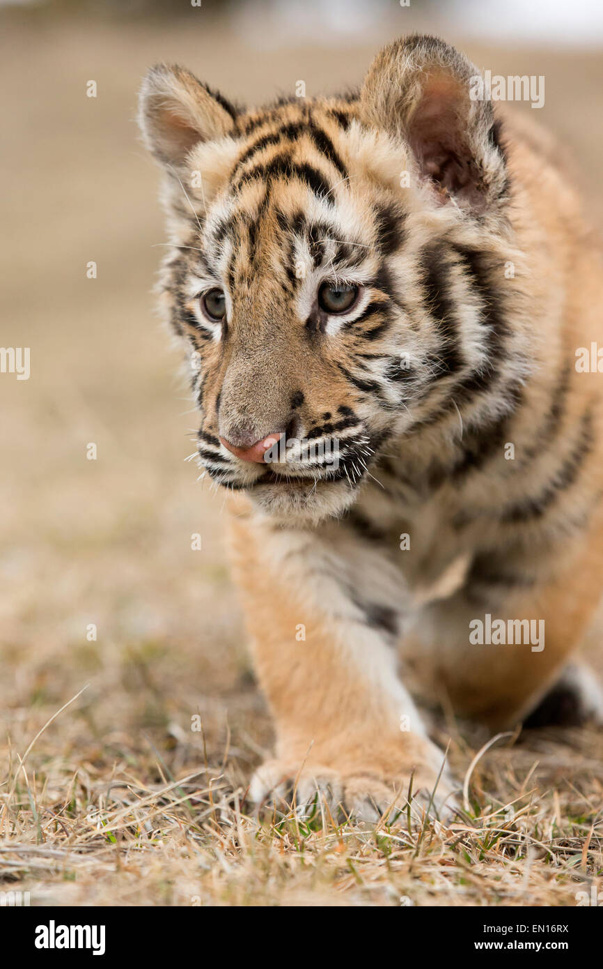 Baby tiger up close hi-res stock photography and images - Alamy