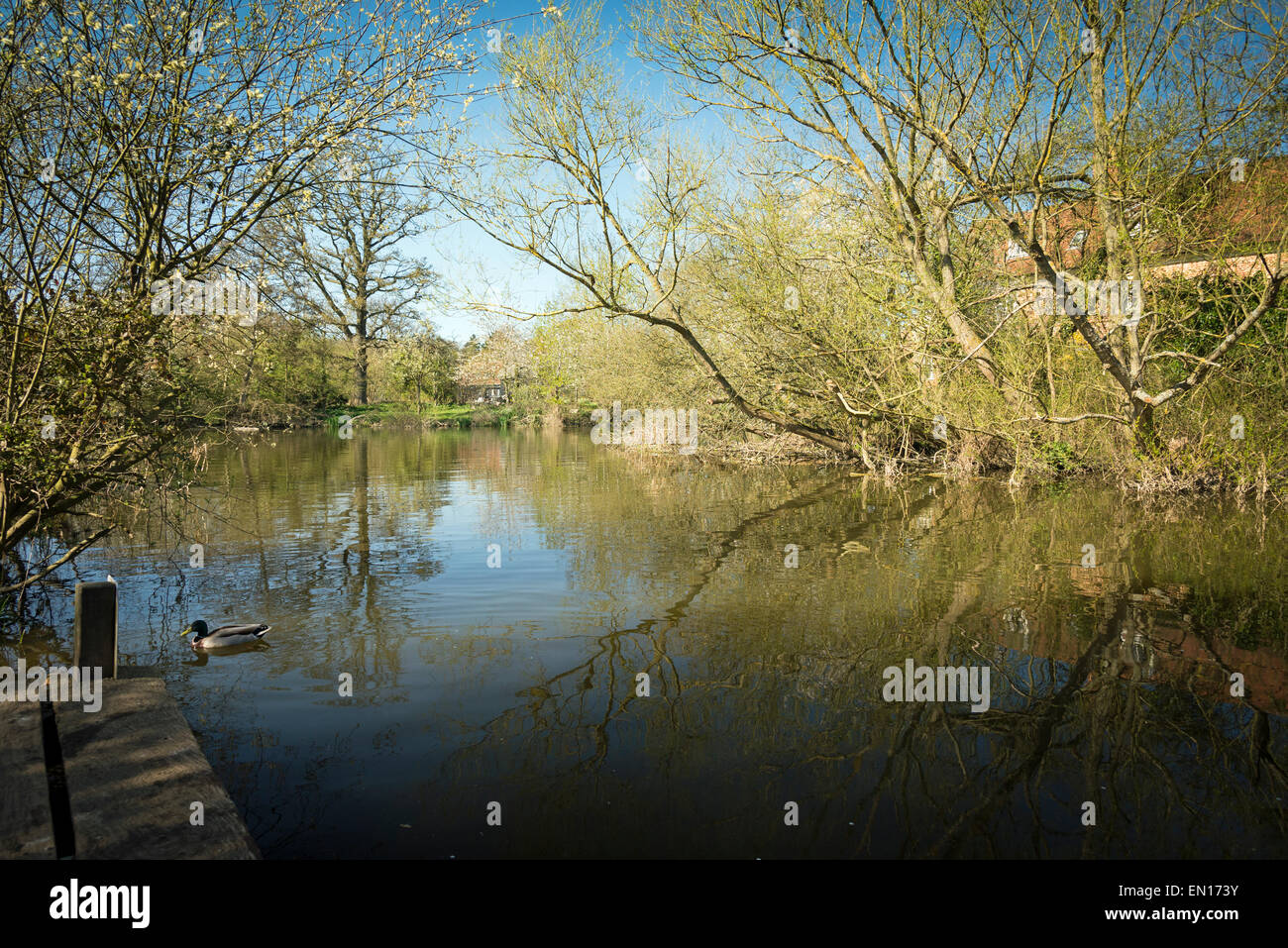River Stour with overhanging trees Stock Photo - Alamy