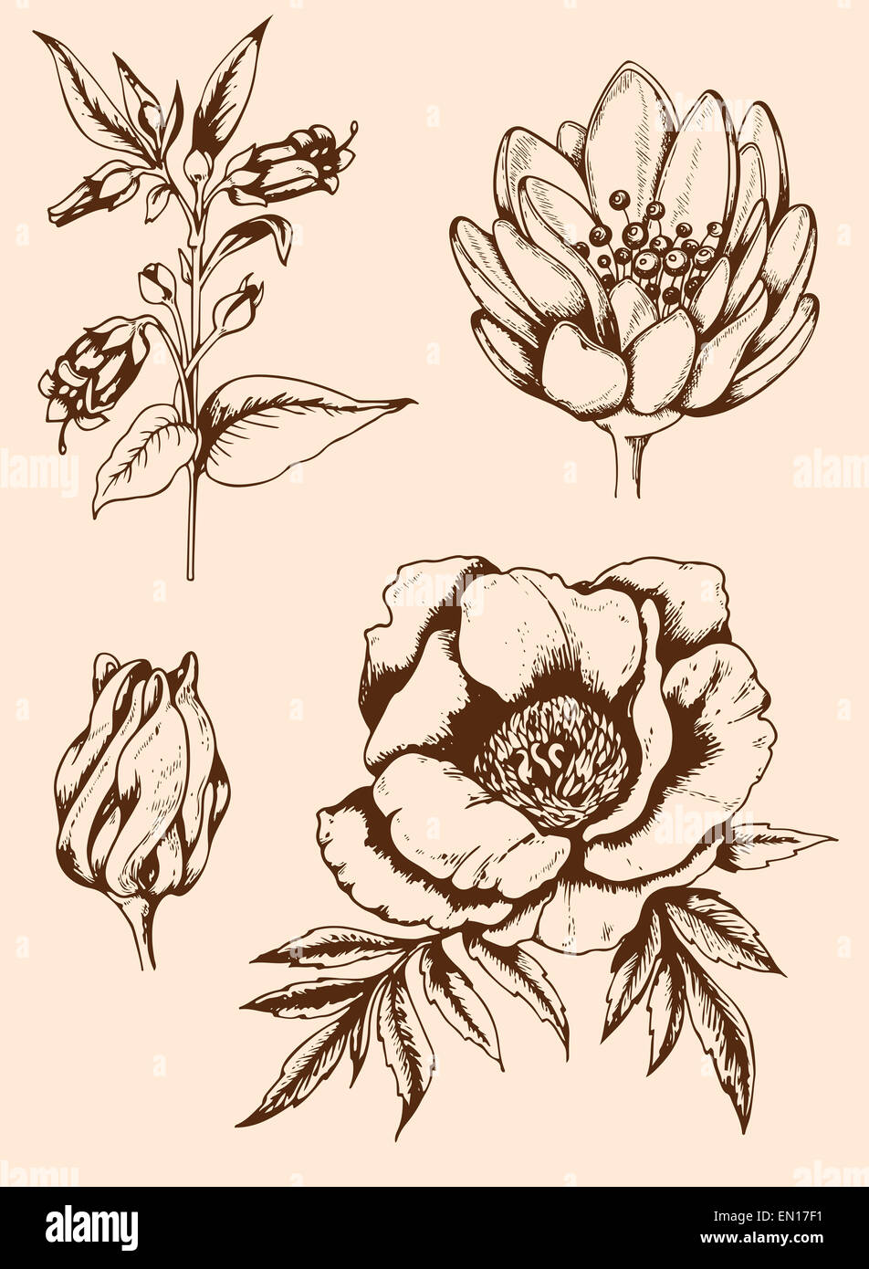 Set of vintage hand drawn flowers Stock Photo - Alamy