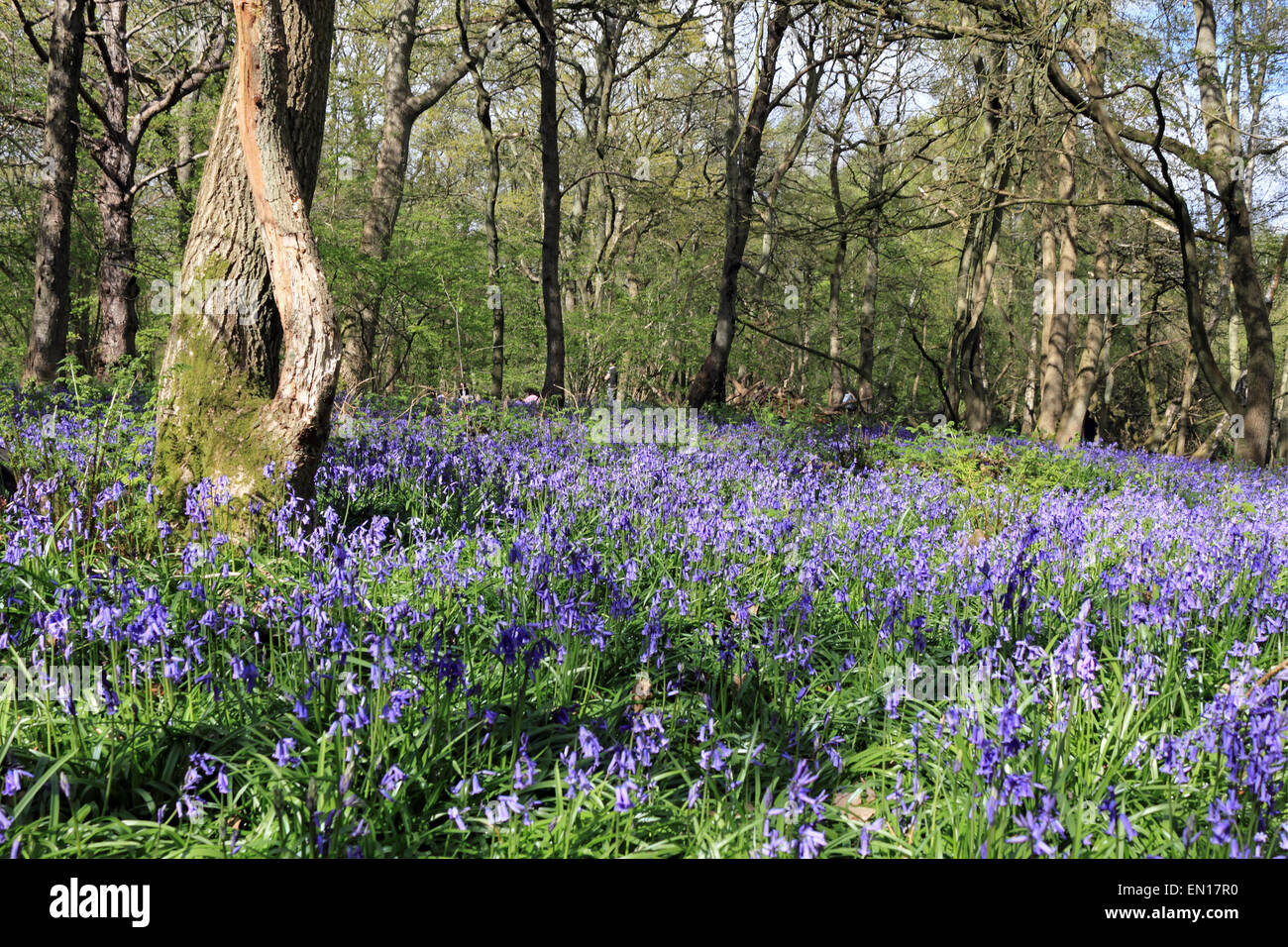 Banstead, Surrey, England, UK. 25th April 2015. The vibrant colour of ...