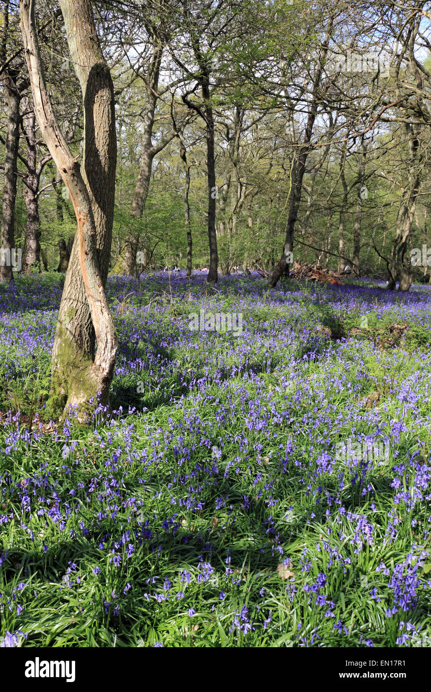 Banstead, Surrey, England, UK. 25th April 2015. The vibrant colour of ...
