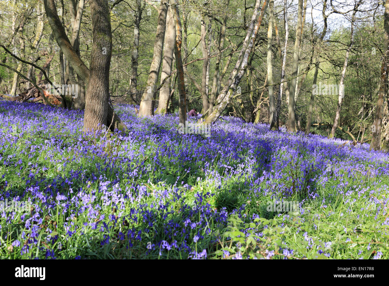 Banstead, Surrey, England, UK. 25th April 2015. The vibrant colour of ...