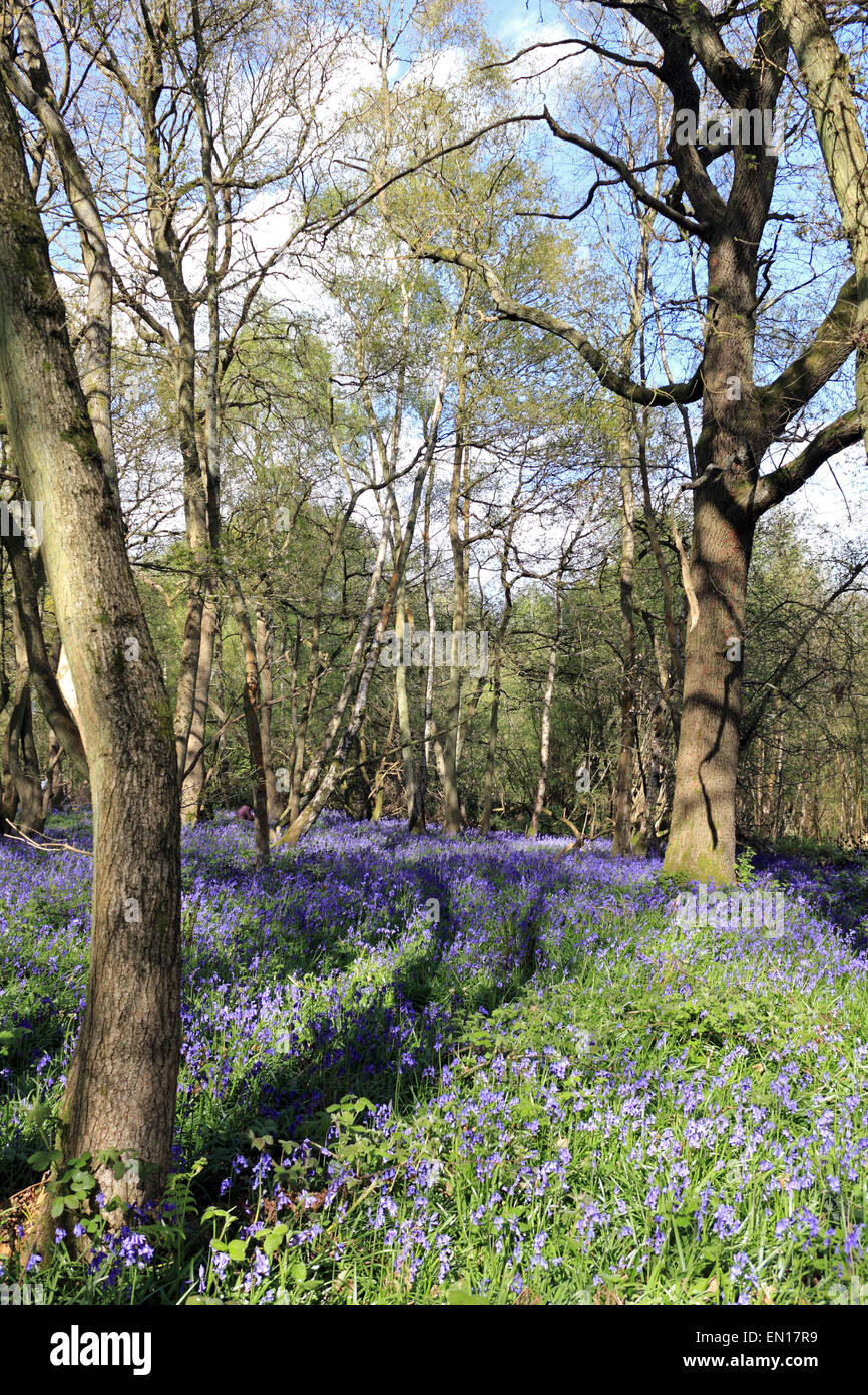 Banstead, Surrey, England, UK. 25th April 2015. The vibrant colour of ...