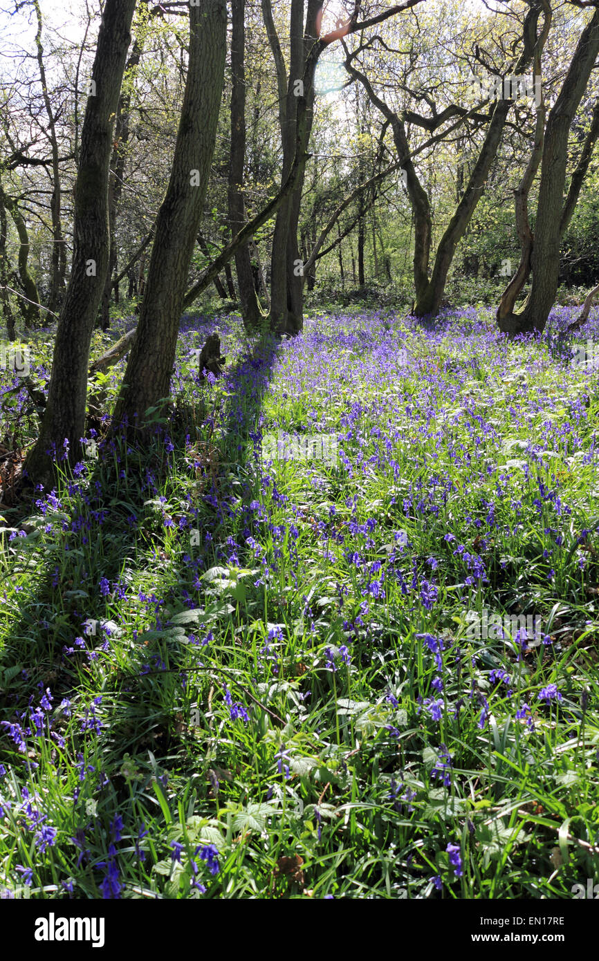 Banstead woods surrey hi-res stock photography and images - Alamy