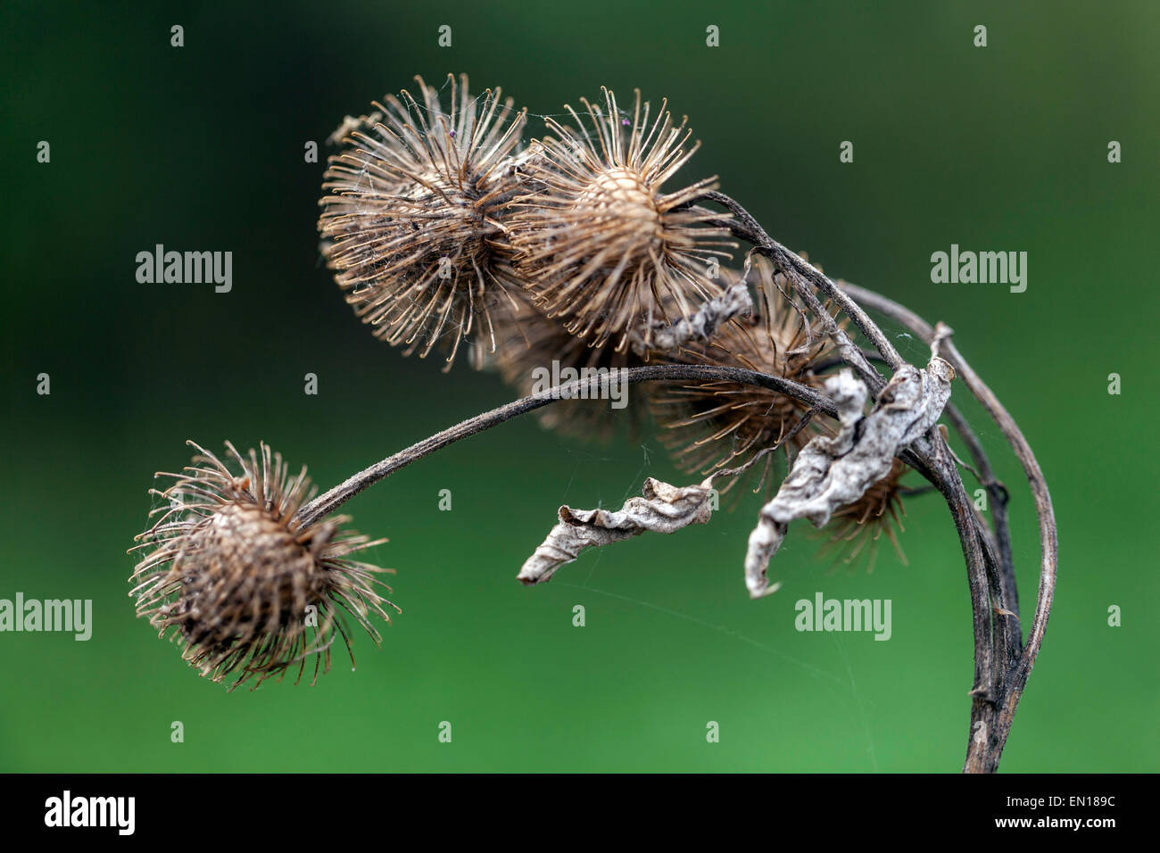 Bur plant close up hi-res stock photography and images - Alamy