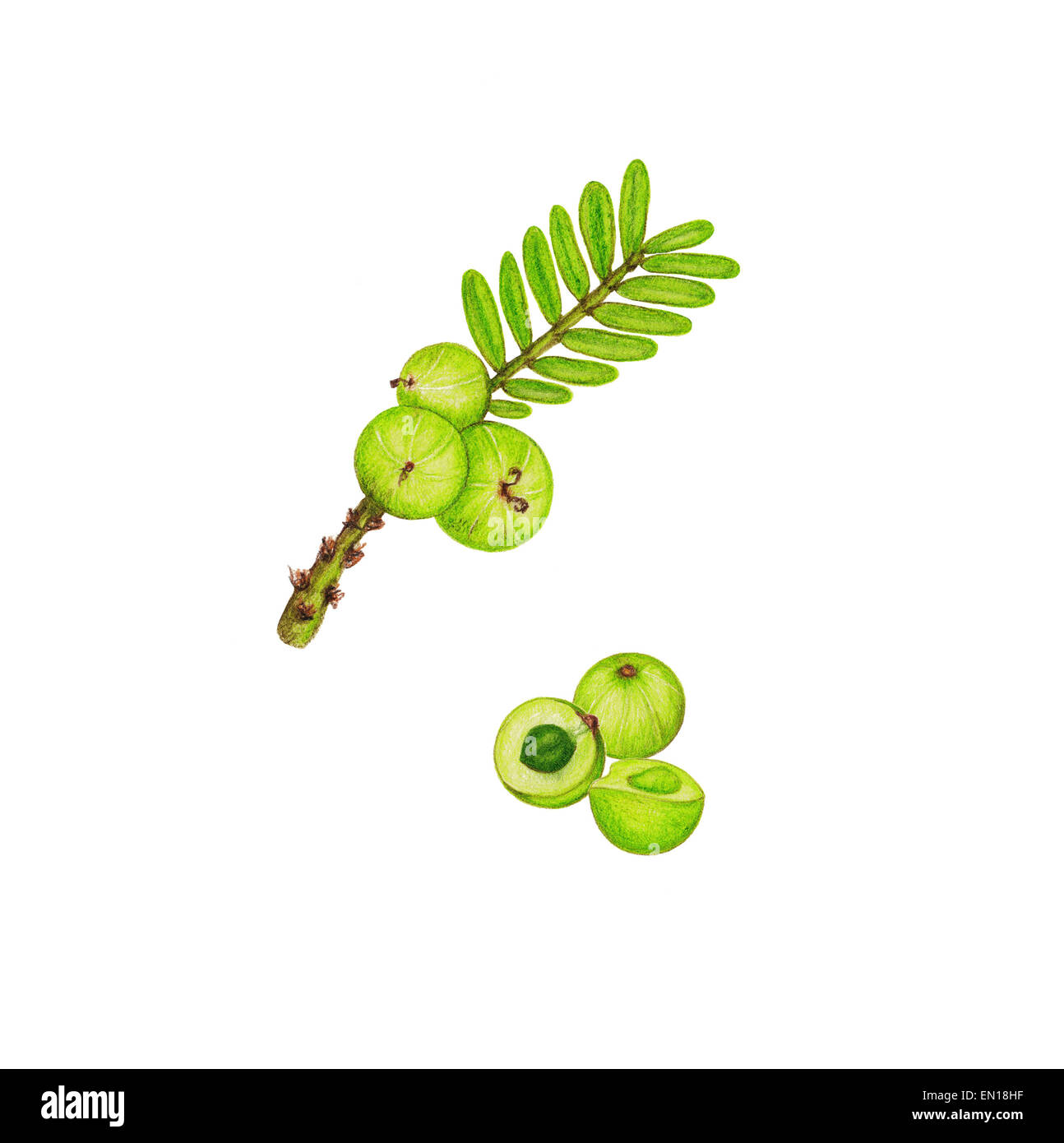 Botanical illustration fruit hi-res stock photography and images - Alamy