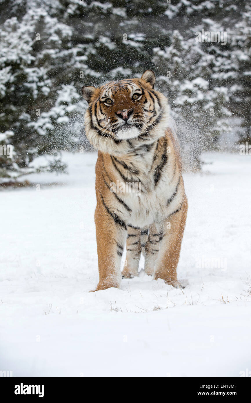 Siberian Tiger (Panthera Tigris Altaica) adult shaking in the snow ...