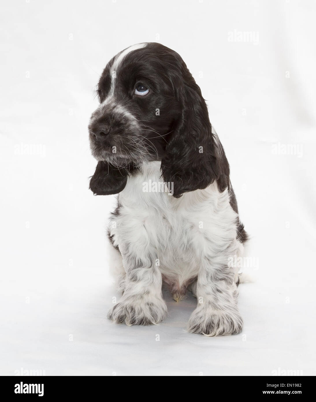 Sad looking cocker spaniel hi-res stock photography and images - Alamy