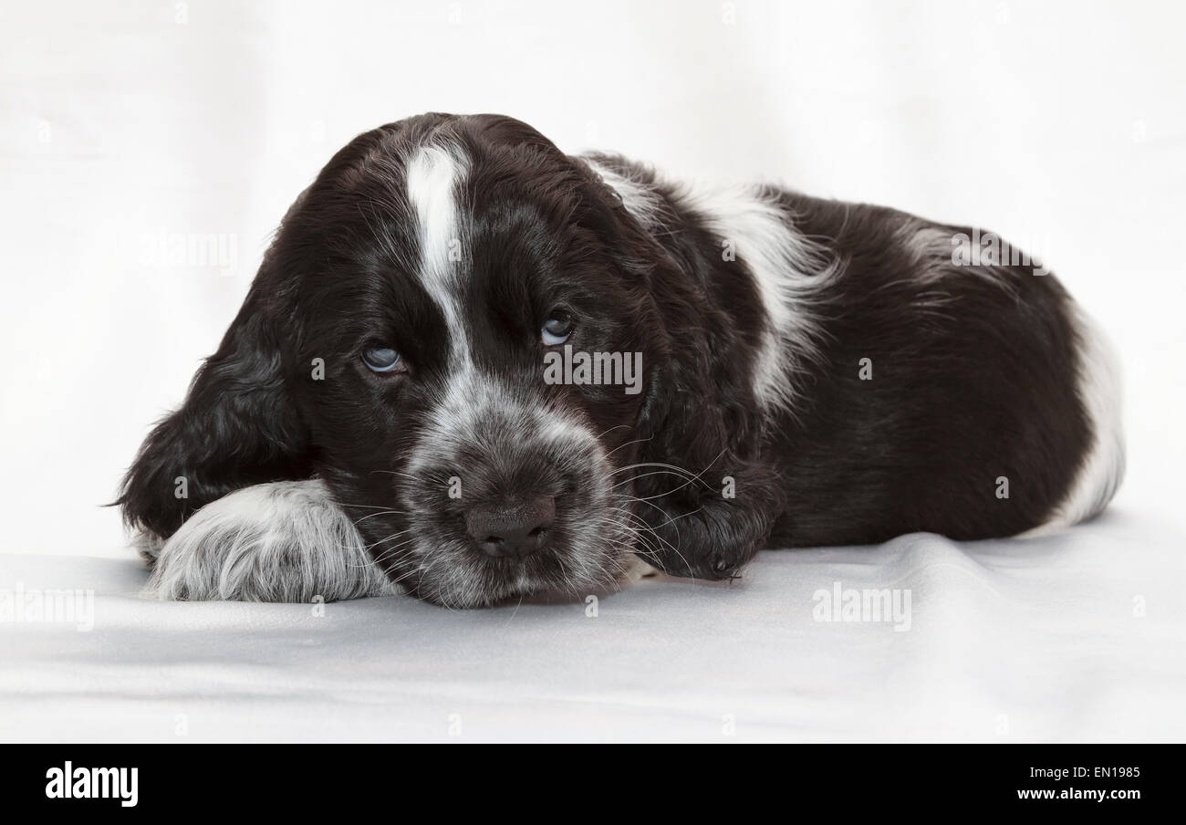 English Cocker Spaniel Puppy. Seven weeks old Stock Photo - Alamy
