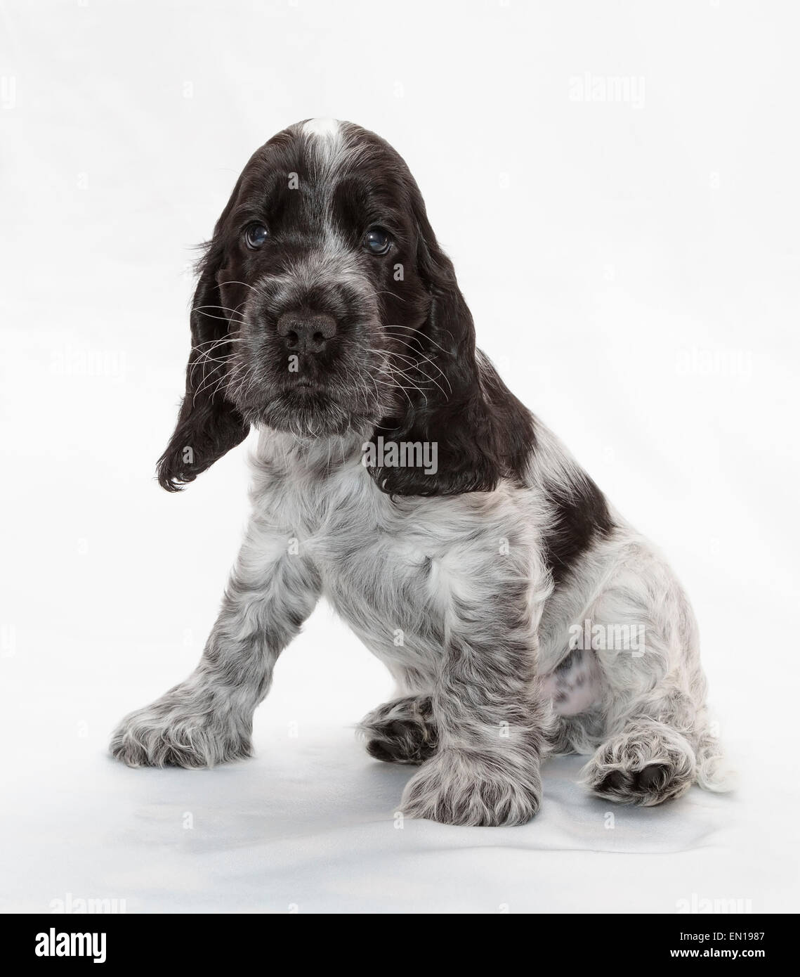 English Cocker Spaniel Puppy. Seven weeks old Stock Photo - Alamy
