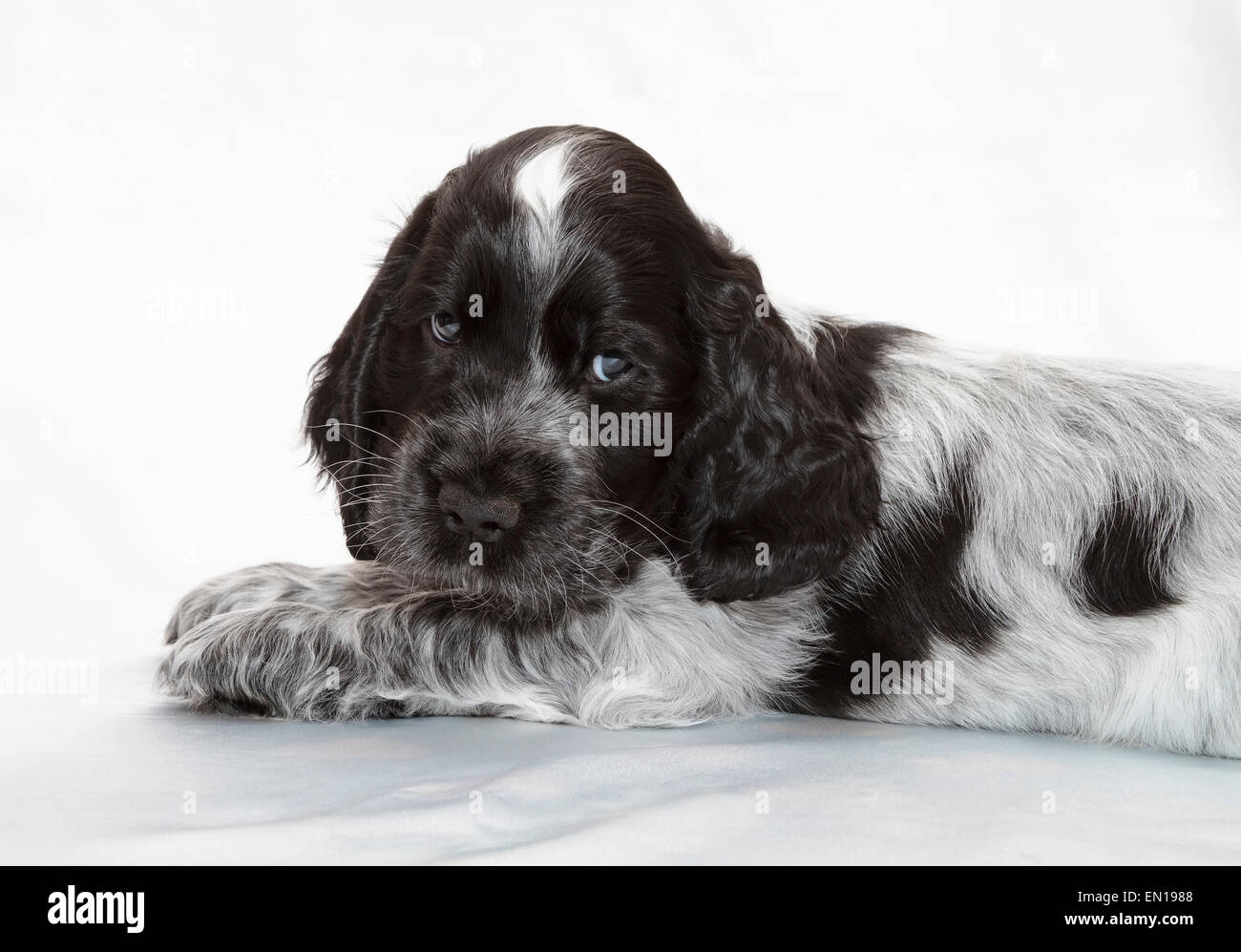 Sad looking cocker spaniel hi-res stock photography and images - Alamy