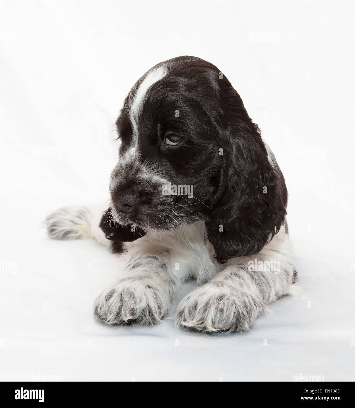 Sad looking cocker spaniel hi-res stock photography and images - Alamy