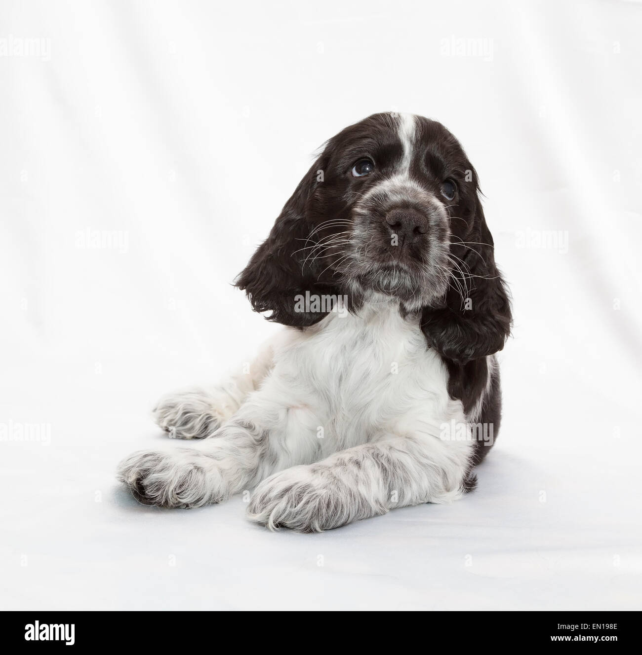 Sad Dog Eyes Spaniel High Resolution Stock Photography and Images - Alamy