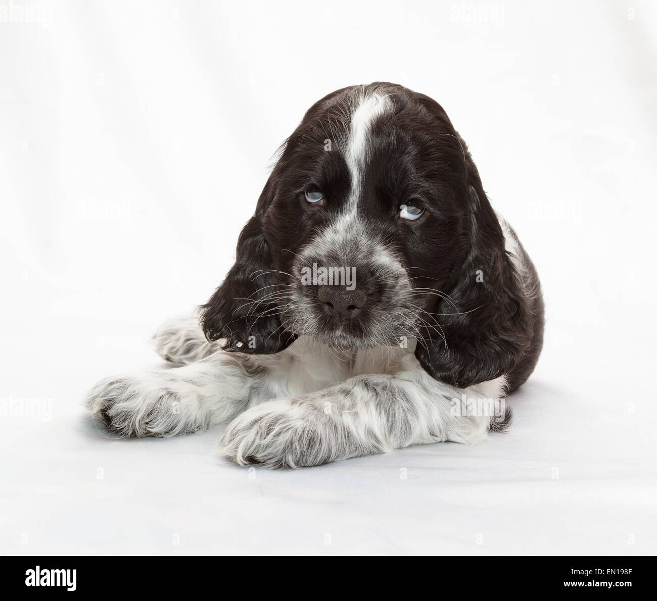Grey American Cocker Spaniel Puppies