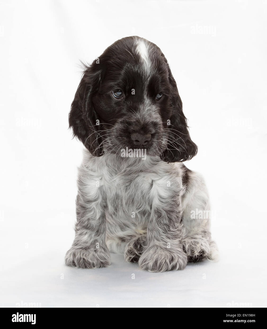 Funny cocker spaniel hi-res stock photography and images - Alamy