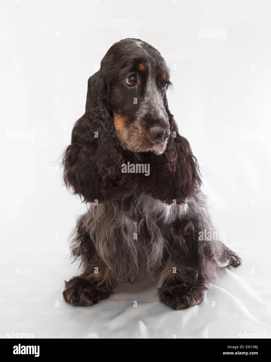 Old english cocker spaniel hi-res stock photography and images - Alamy