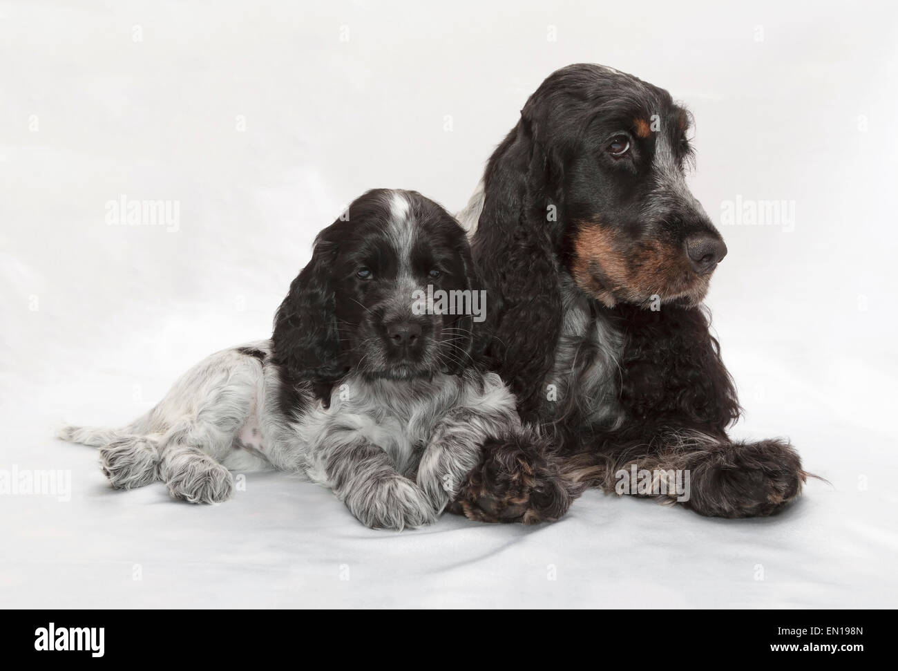 Old english cocker spaniel hi-res stock photography and images - Alamy