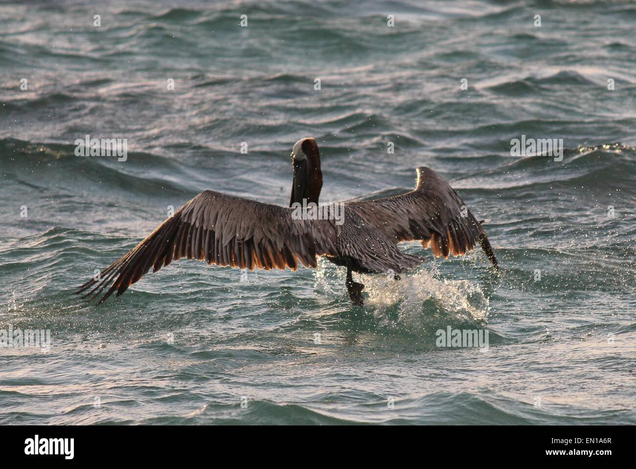 pelican bird diving to catch fish fishing Stock Photo - Alamy