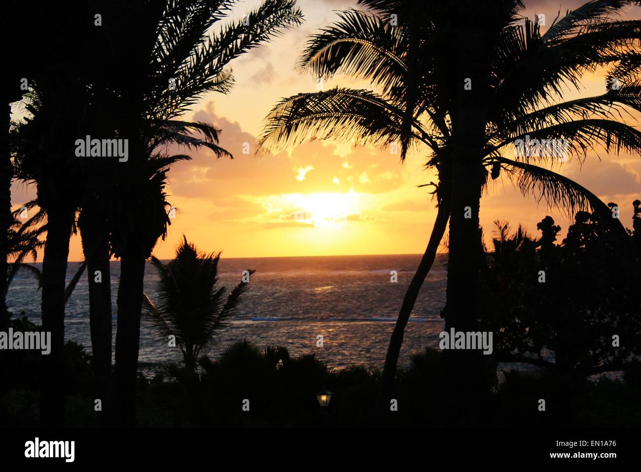 palm tree sunset silhouette Stock Photo - Alamy