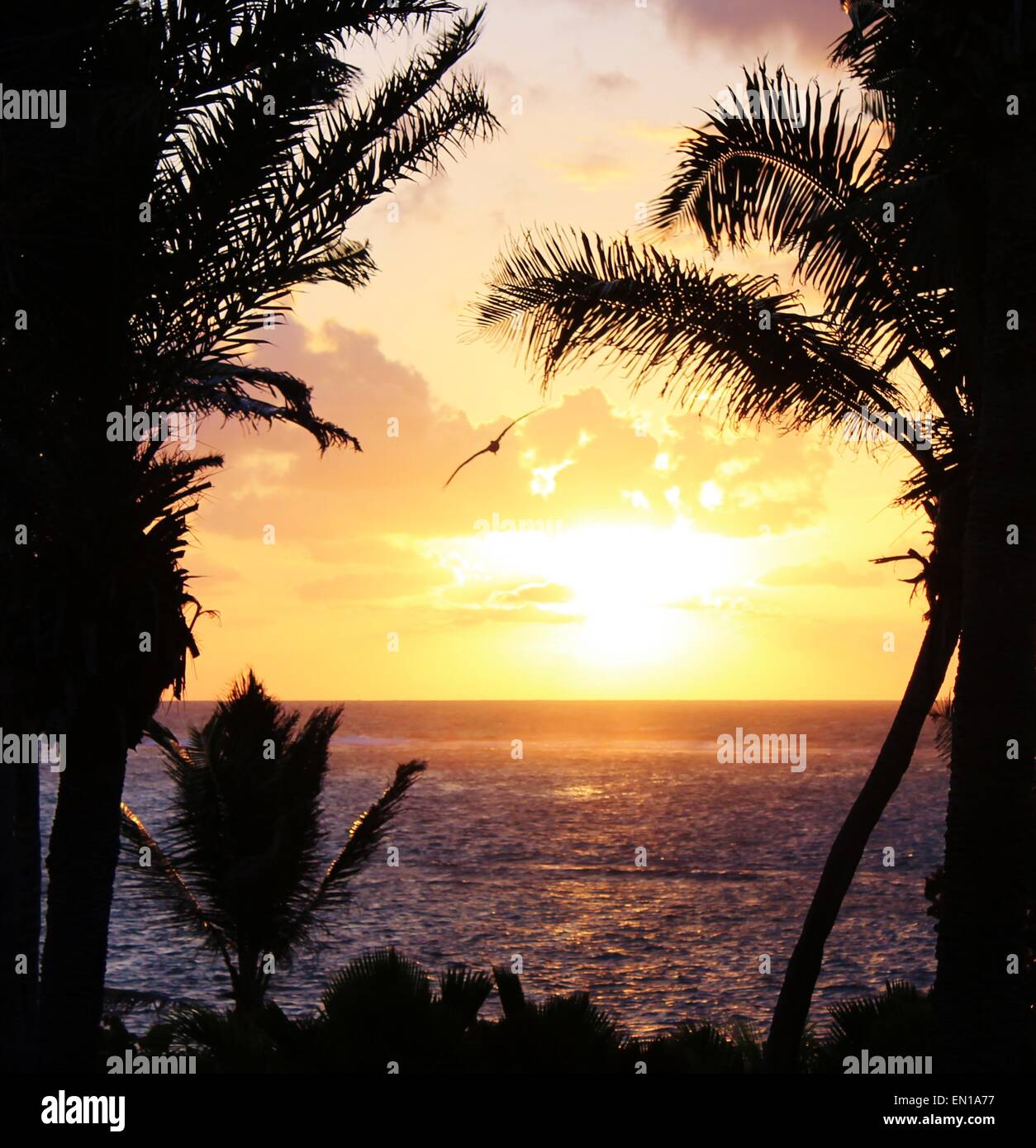 palm tree sunset silhouette Stock Photo - Alamy