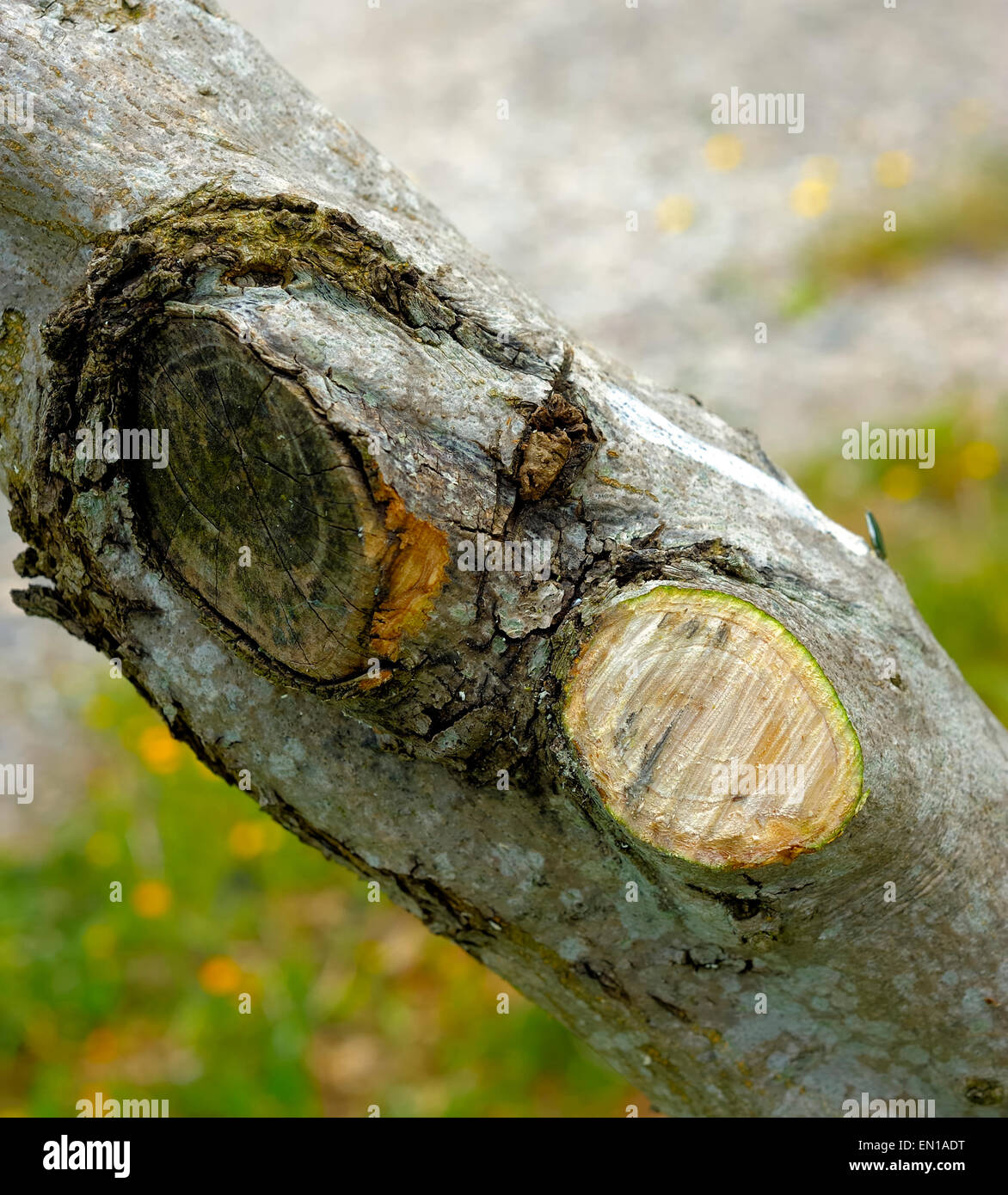Cutting dead branches and/or damaged olive tree. Good agricultural ...