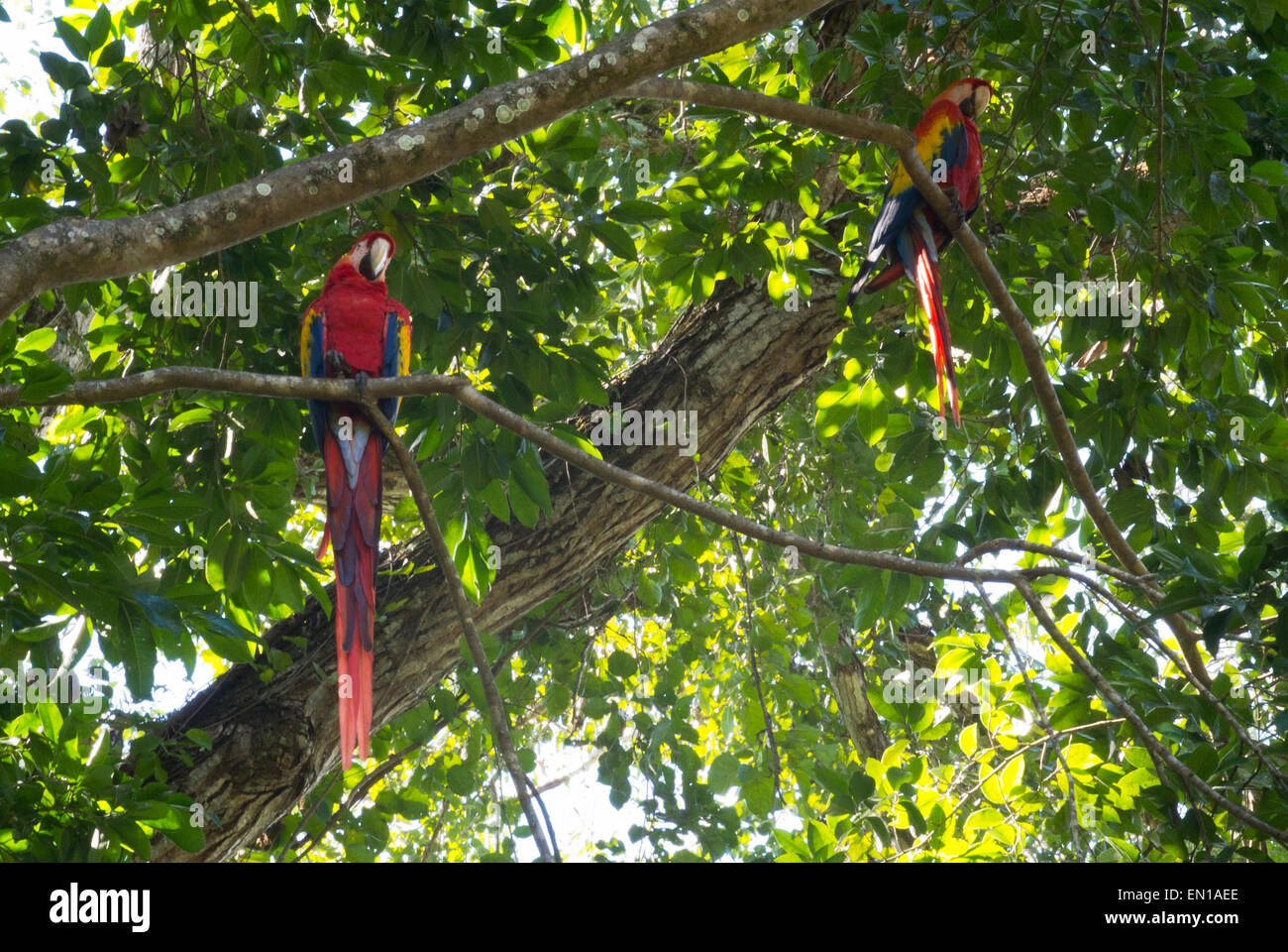 A pair of Scarlet Macaws, the national bird of Honduras, Copan ...