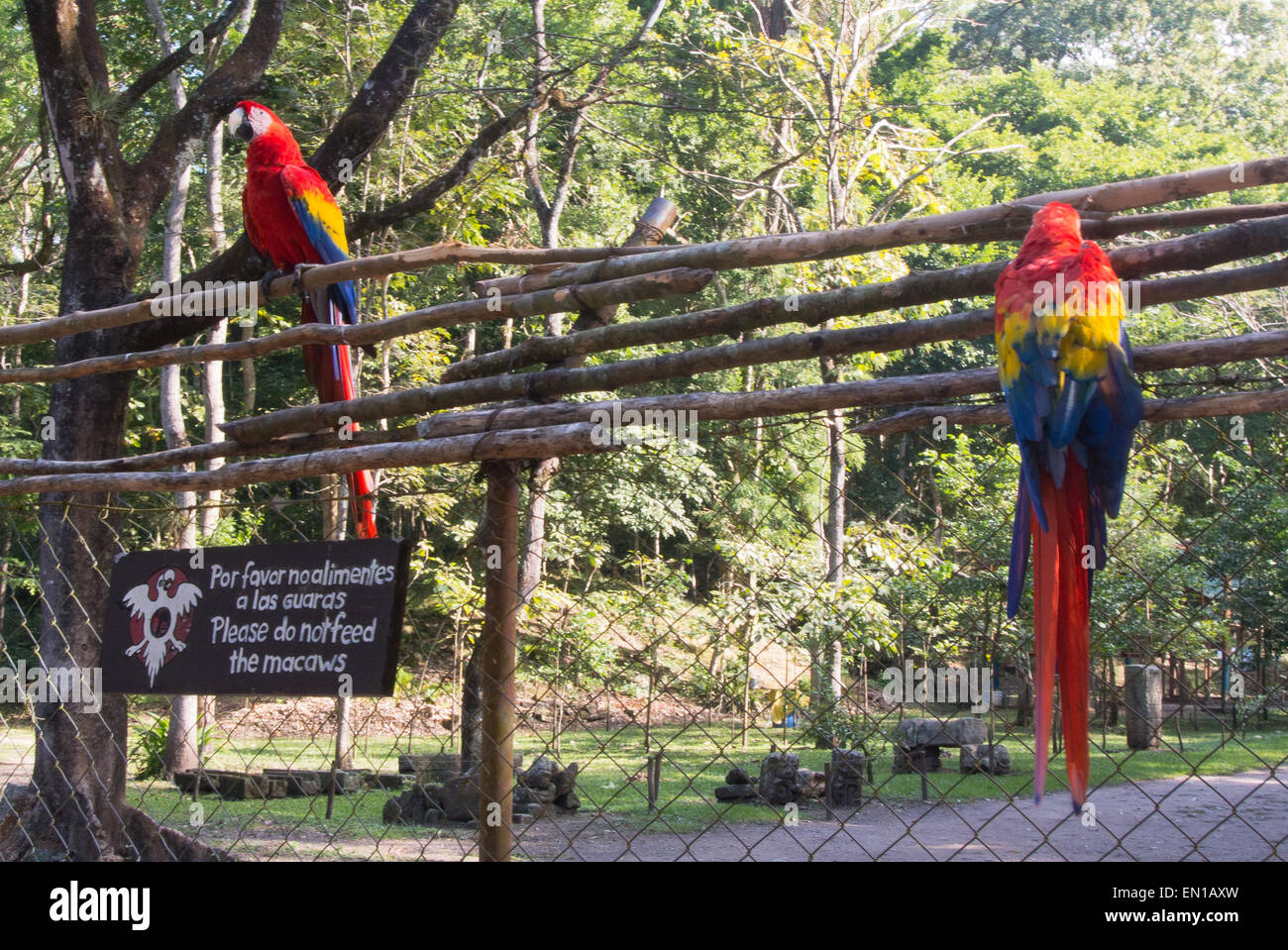 National bird of honduras hi-res stock photography and images - Alamy