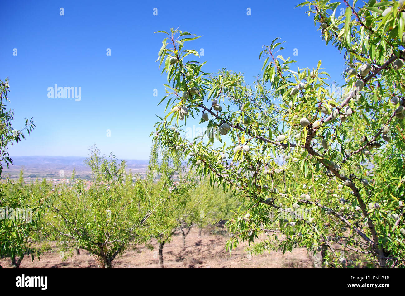 Almond trees on field Stock Photo - Alamy