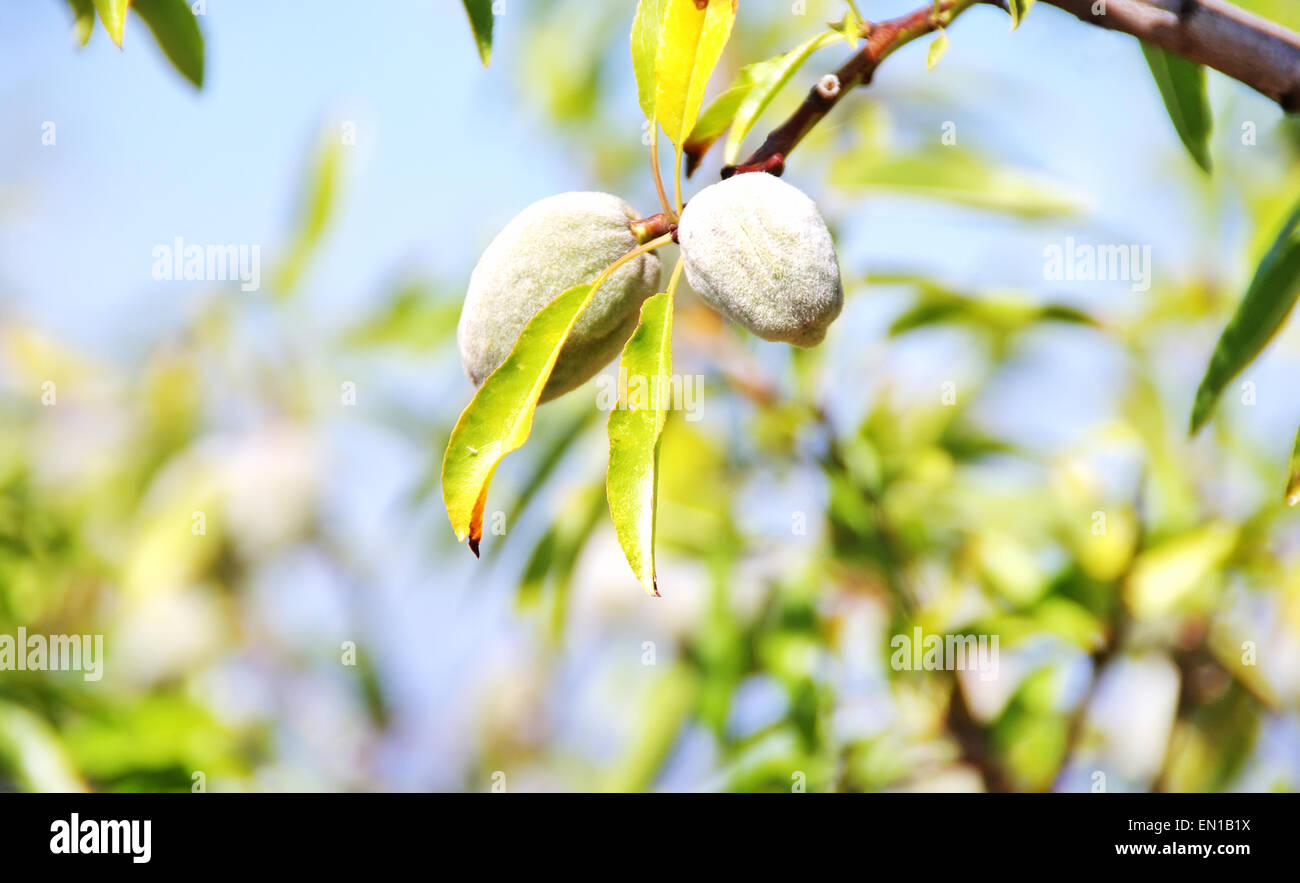 Two almonds on the tree branch Stock Photo - Alamy