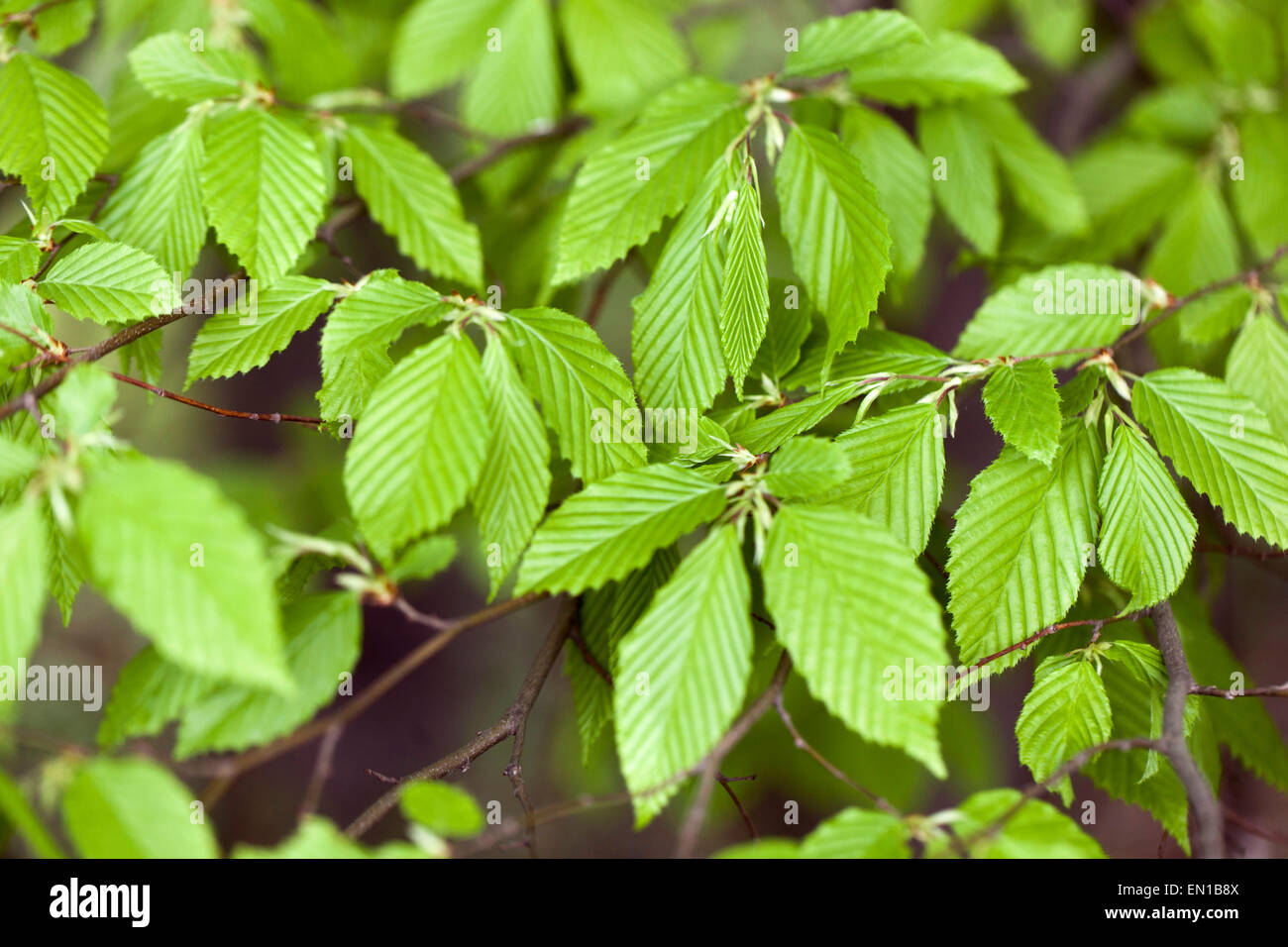 Hornbeam Carpinus betulus foliage leaves Stock Photo - Alamy