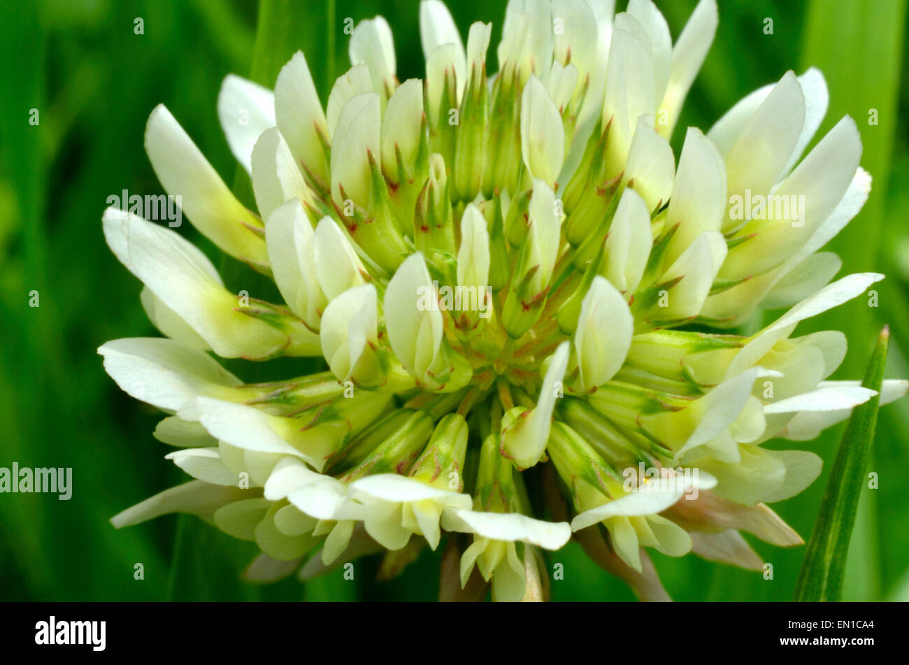 Up close macro view of a white clover blossom in full bloom Stock Photo ...