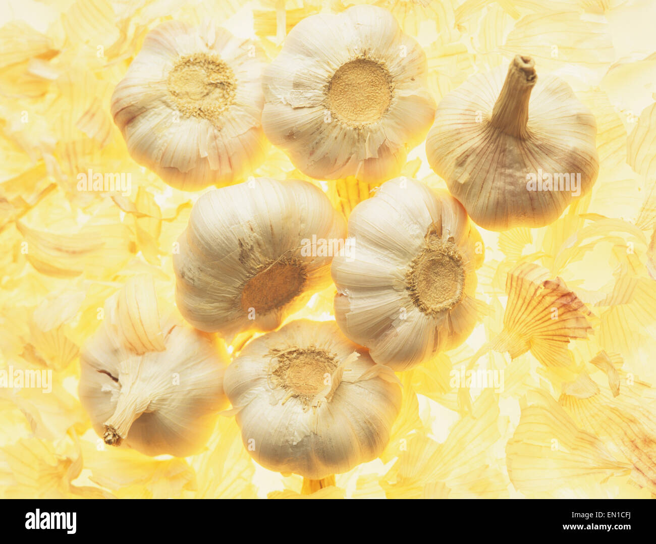 Allium sativum, commonly known as garlic, is a species in the onion ...
