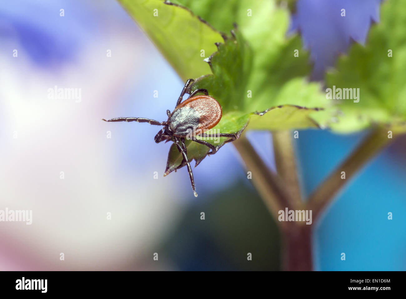 The castor bean tick (Ixodes ricinus Stock Photo - Alamy