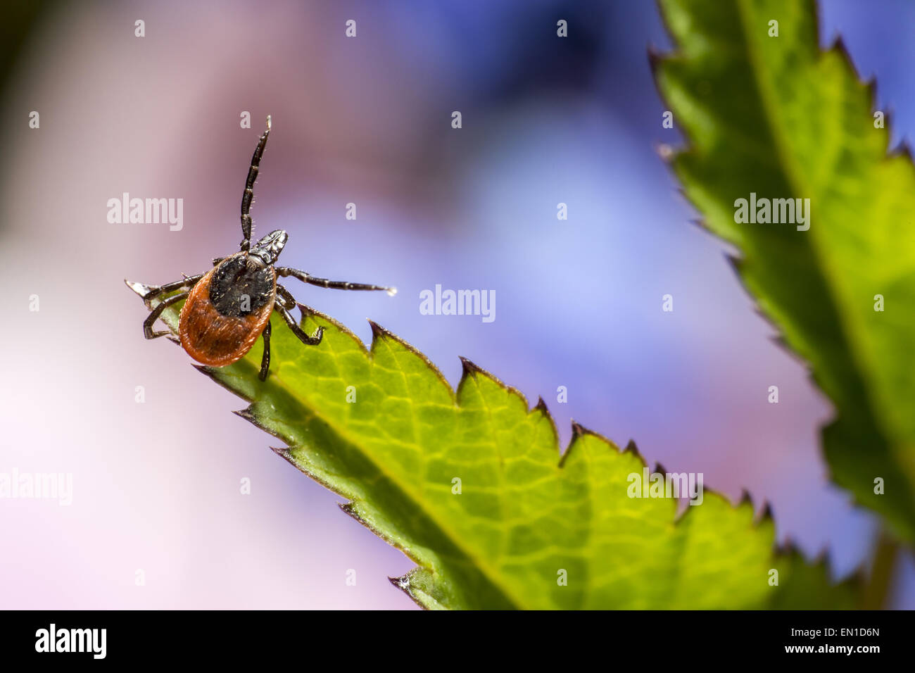 The castor bean tick (Ixodes ricinus Stock Photo - Alamy