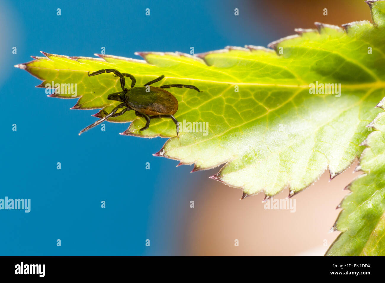 The castor bean tick (Ixodes ricinus Stock Photo - Alamy