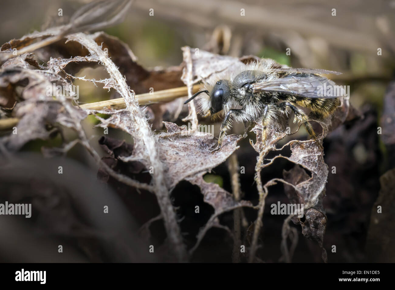 Portrait of a forest bee Stock Photo - Alamy