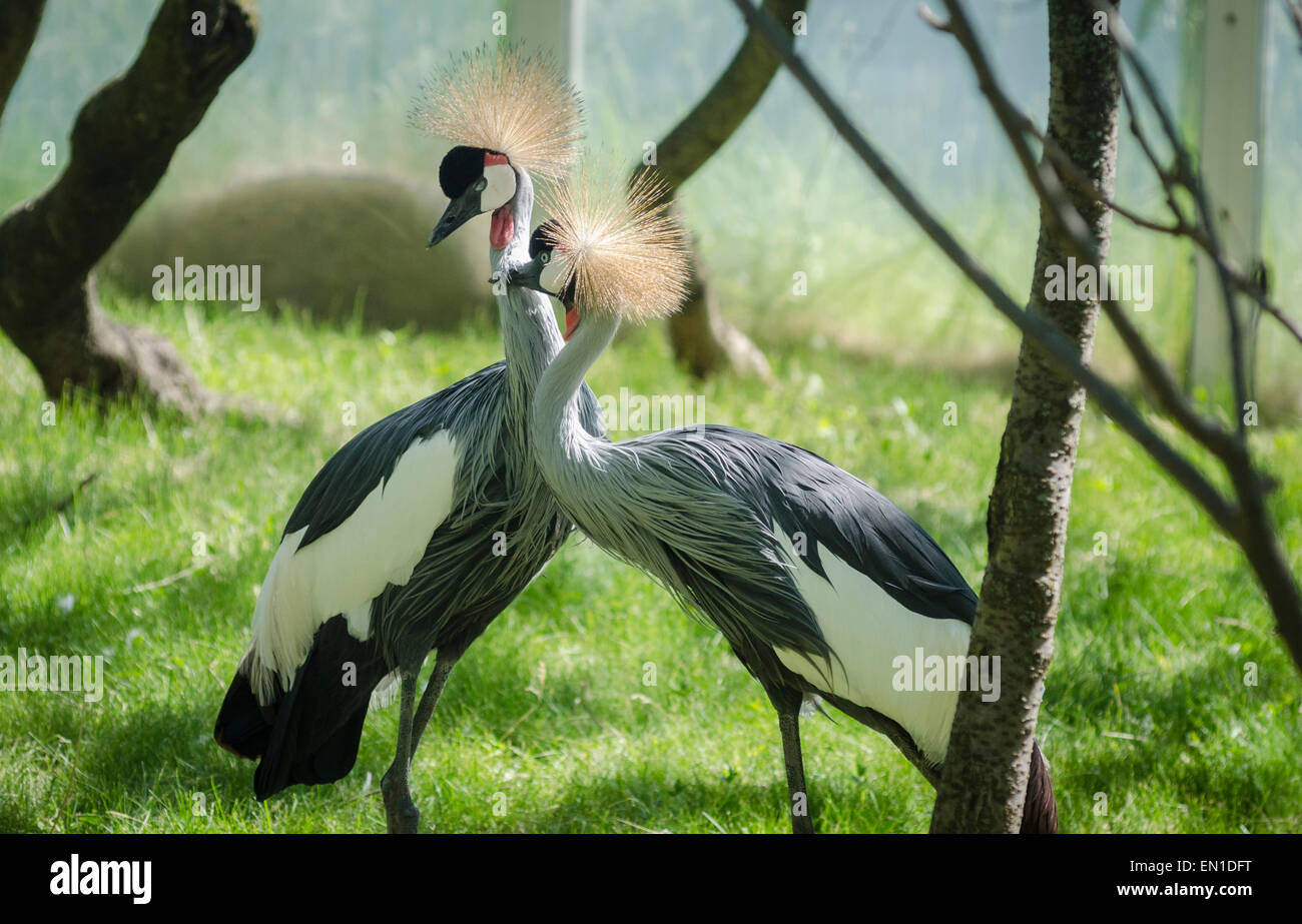 Toronto Zoo Birds