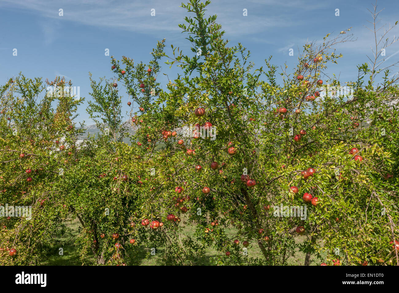 Branch pomegranate tree half ripe hi-res stock photography and images ...