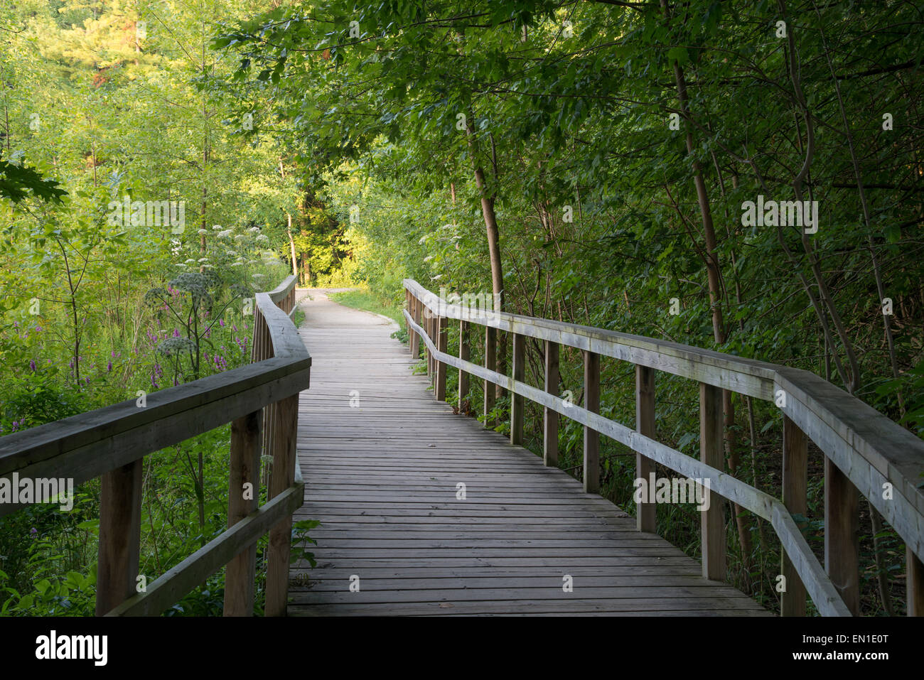 Boardwalk in Parks & Trails Recreation Stock Photo - Alamy