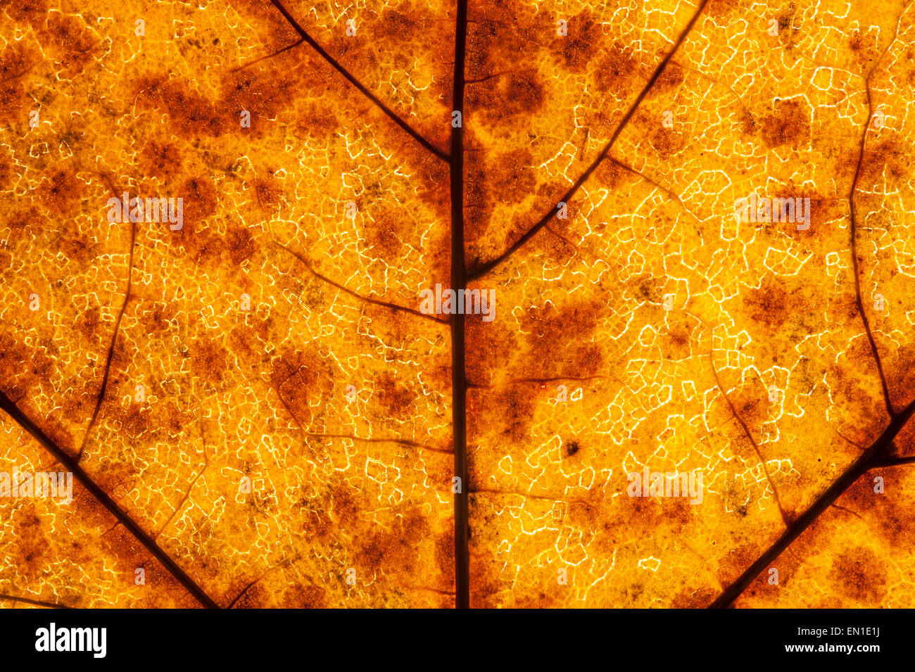 Close up of Autumn Leaf Stock Photo - Alamy