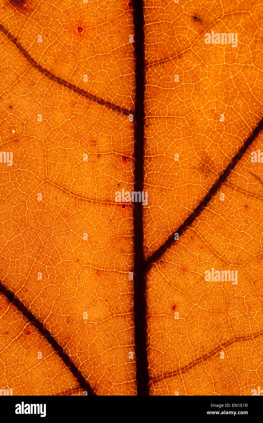 Close up of Autumn Leaf Stock Photo - Alamy