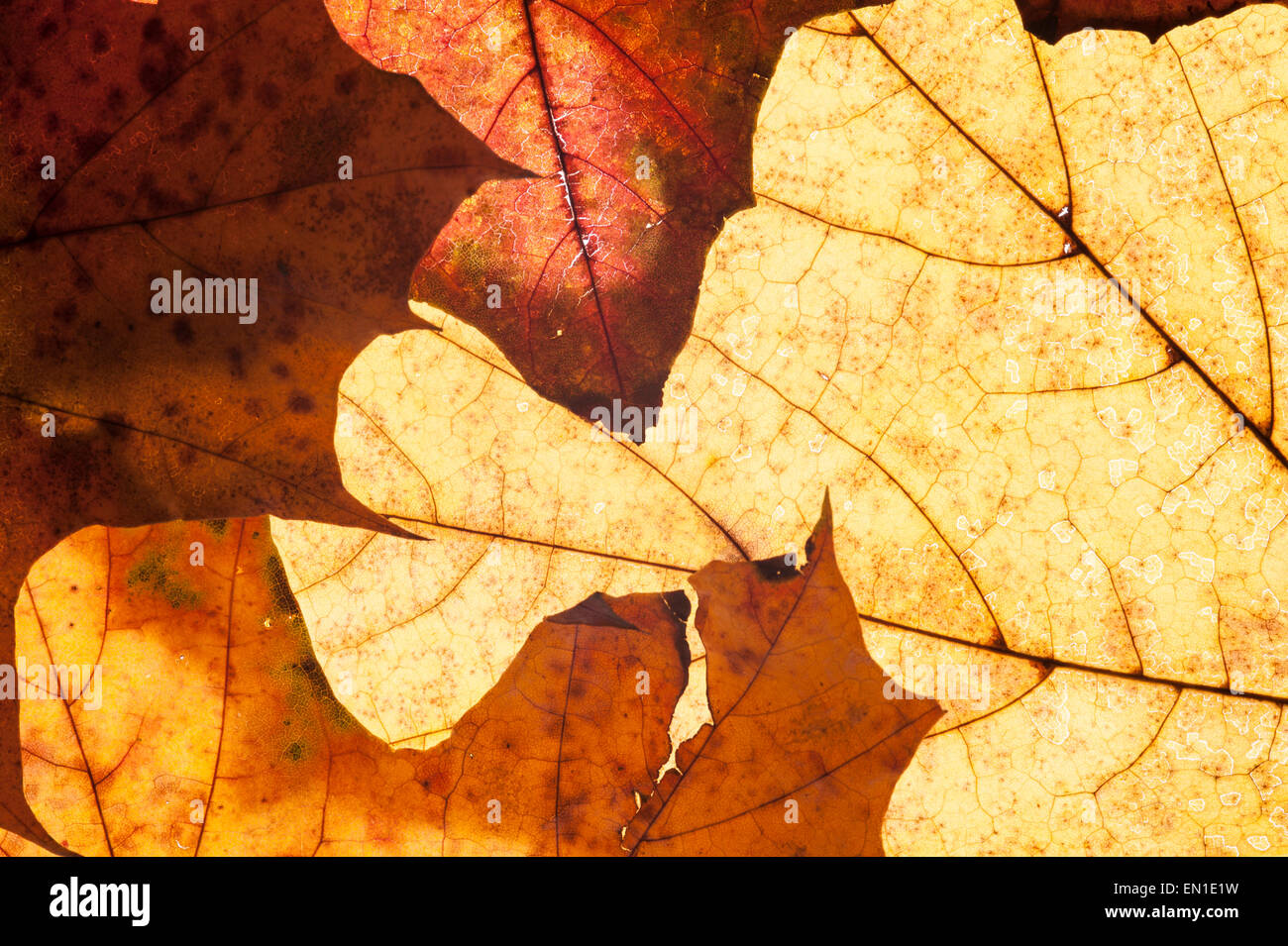 Natural abstract of maple leaf patterns detail hi-res stock photography ...