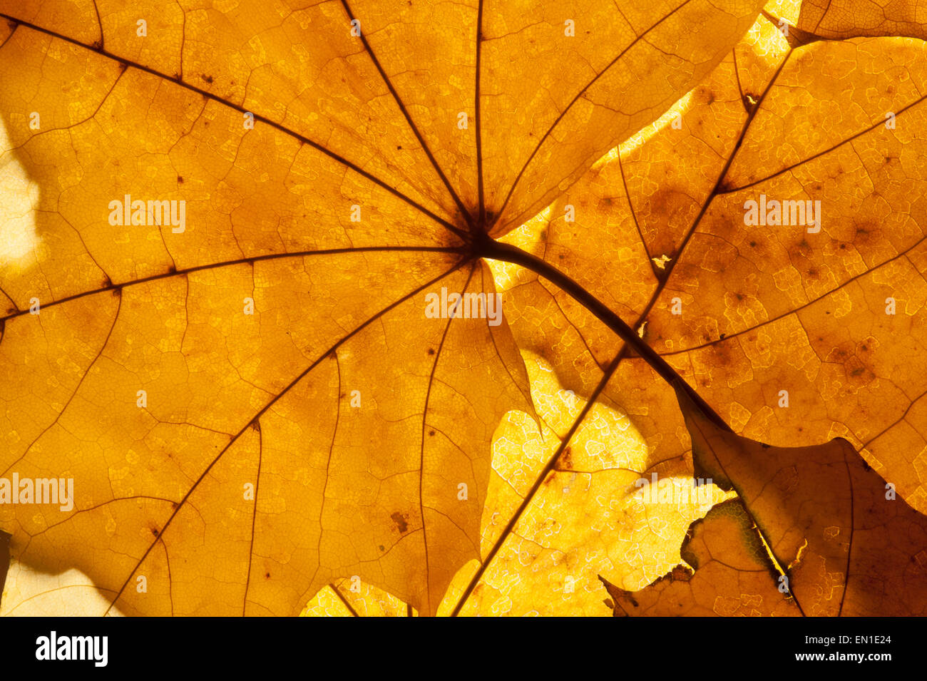 Natural abstract of maple leaf patterns detail hi-res stock photography ...
