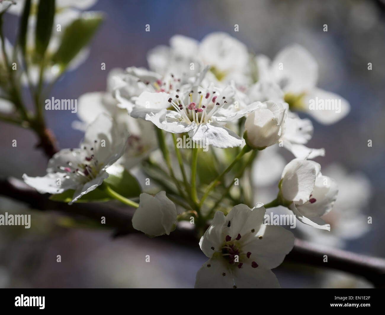 White pear tree in bloom Stock Photo - Alamy