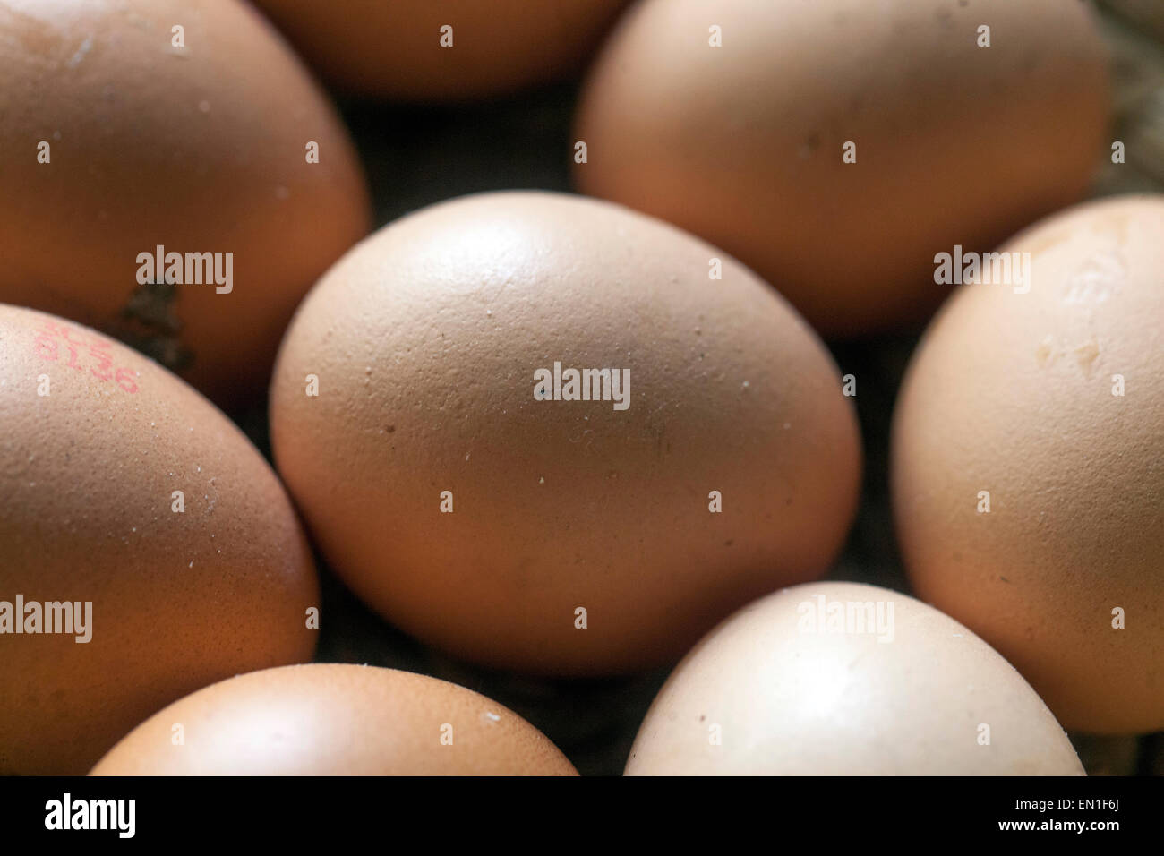 Hen with egg hi-res stock photography and images - Alamy