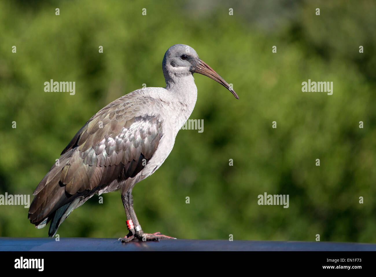 Hadada hadeda ibis hi-res stock photography and images - Alamy