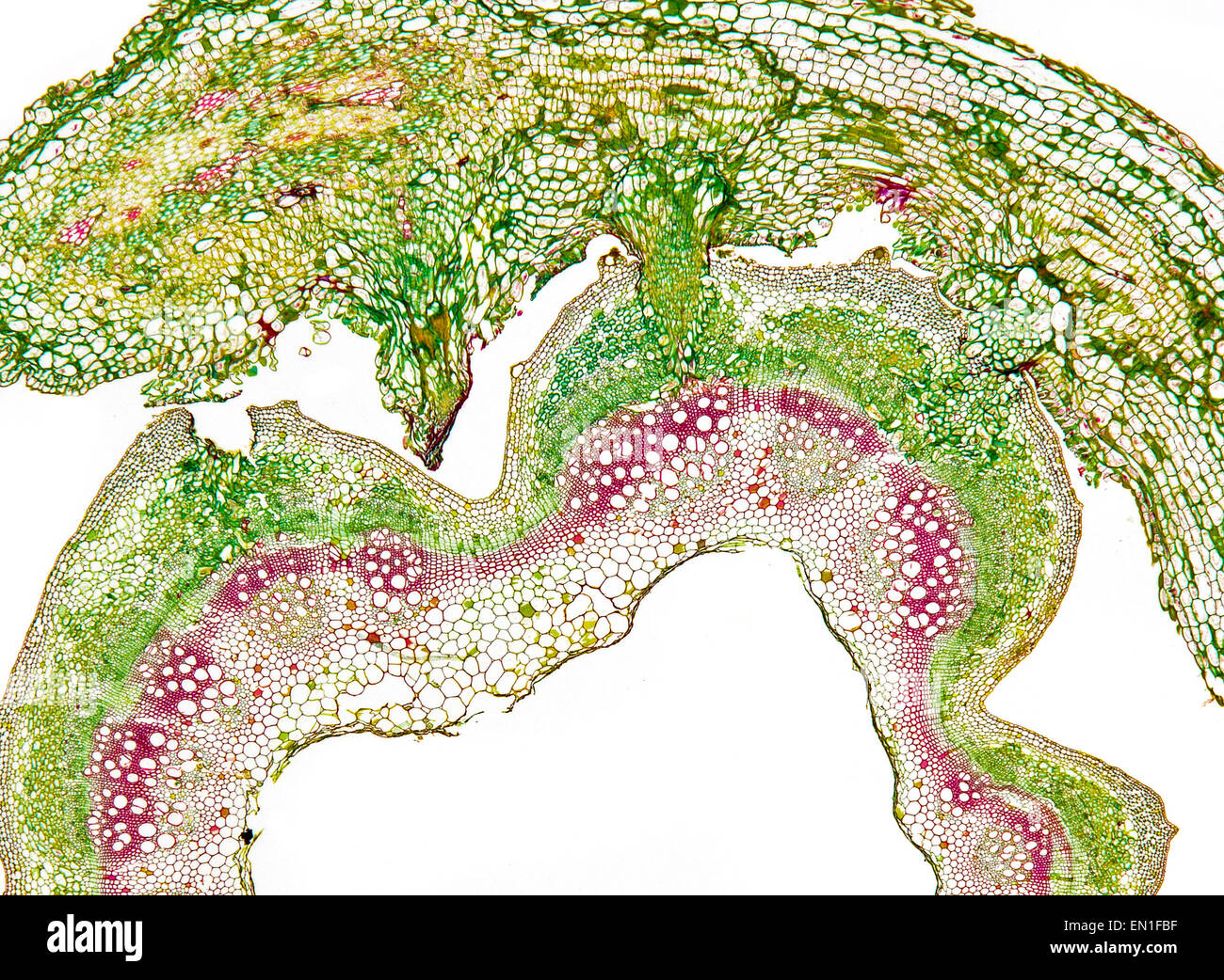 Micrograph microscope slide stained osmosis on stinging nettle ts ...