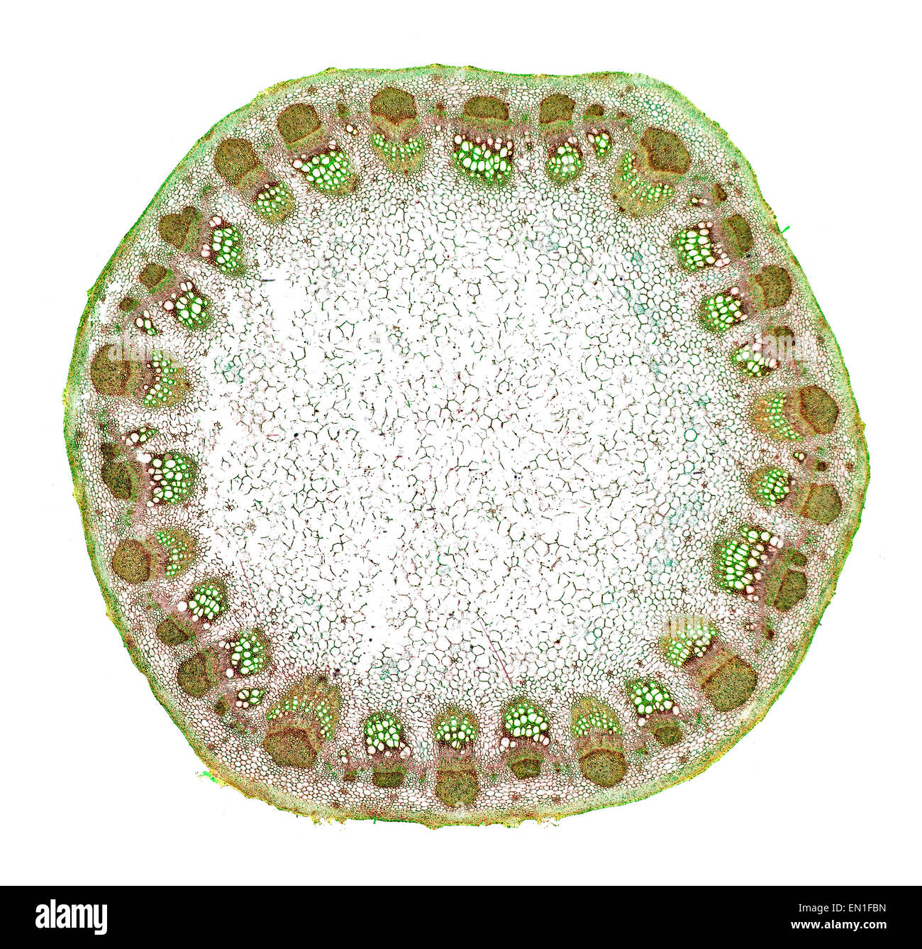 Brightfield photomicrograph, sunflower stem.TS, stained section Stock ...