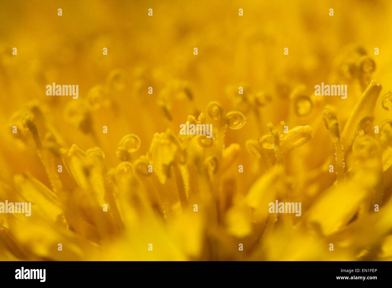 Flora stamen hi-res stock photography and images - Alamy