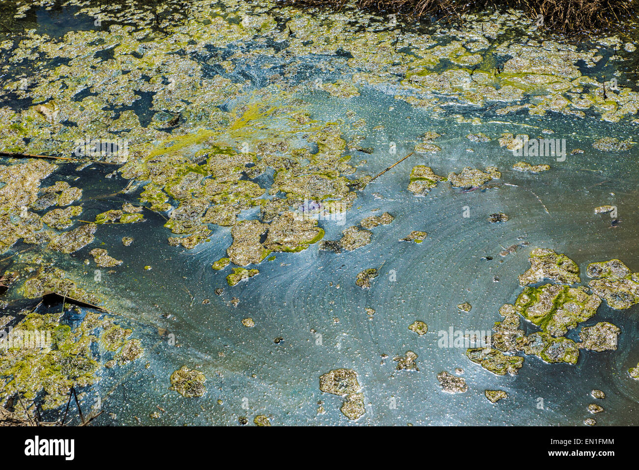 River polluted and stagnant water Stock Photo - Alamy